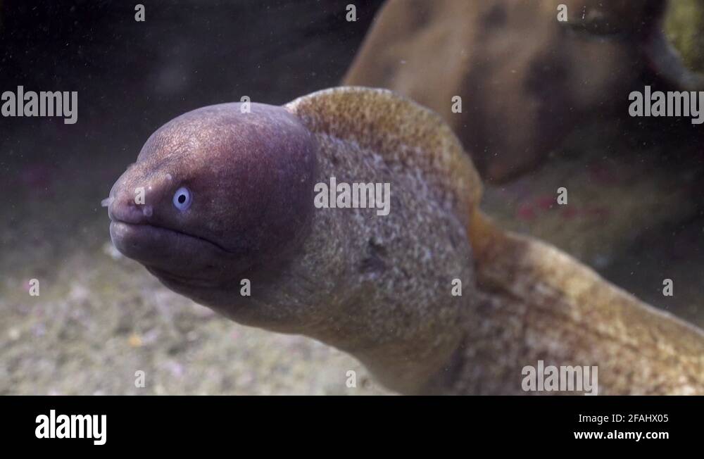 White Eyed Murray Eel at Koh Tao Filmed in 4K High Dynamic Range with ...