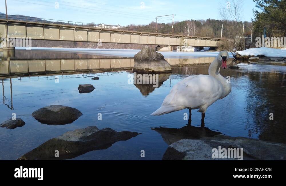 Human swan Stock Videos & Footage - HD and 4K Video Clips - Alamy