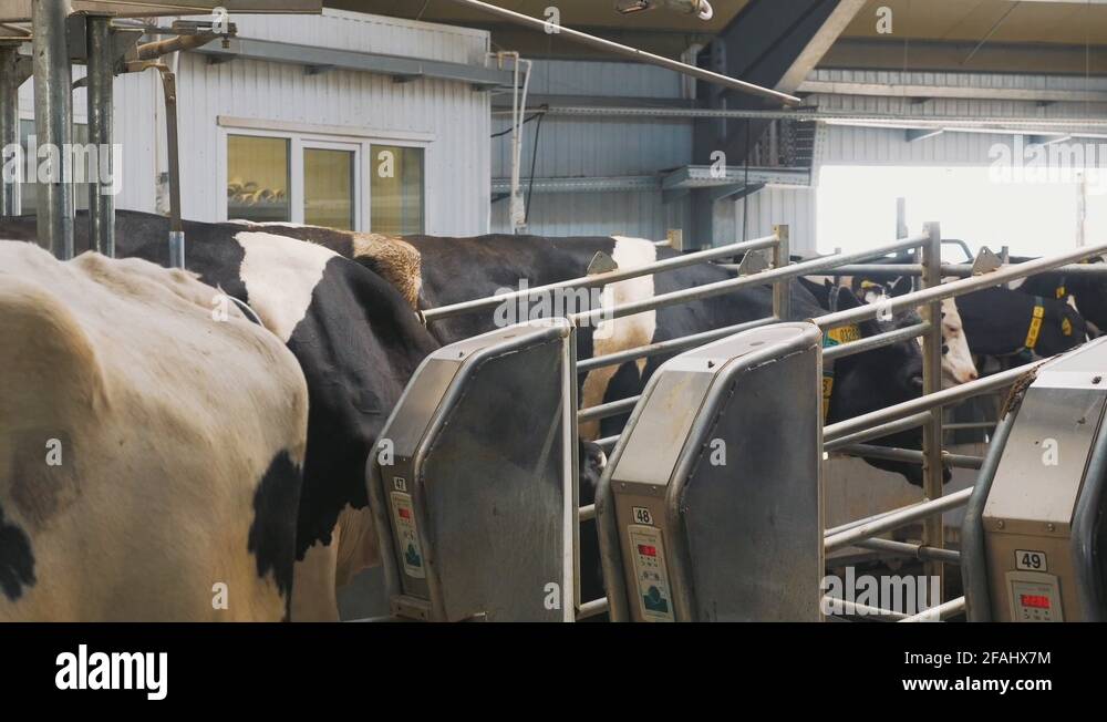 Automatic milking system. Robotic milking system for dairy farm. Dairy ...