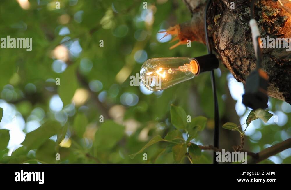 Edison tree Stock Videos & Footage - HD and 4K Video Clips - Alamy