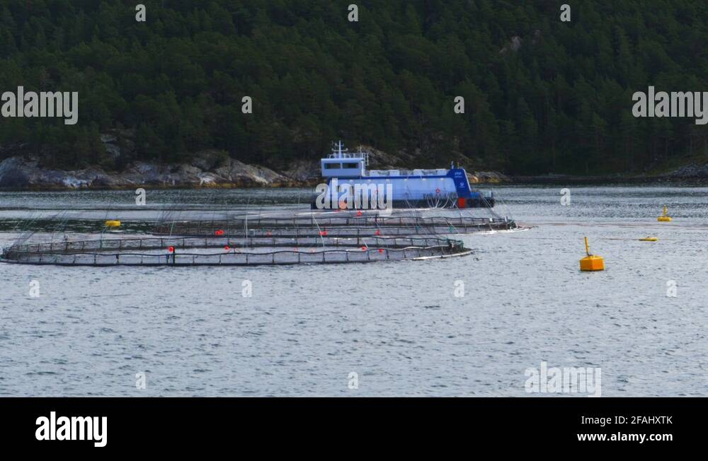 Atlantic salmon farm Stock Videos & Footage - HD and 4K Video Clips - Alamy