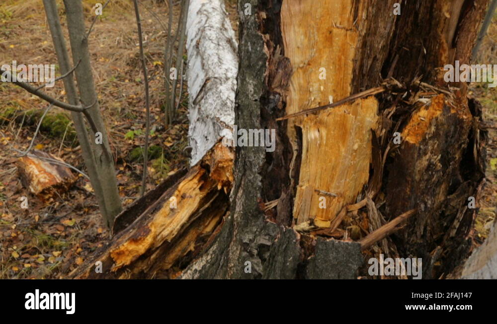 Fracture forest Stock Videos & Footage - HD and 4K Video Clips - Alamy