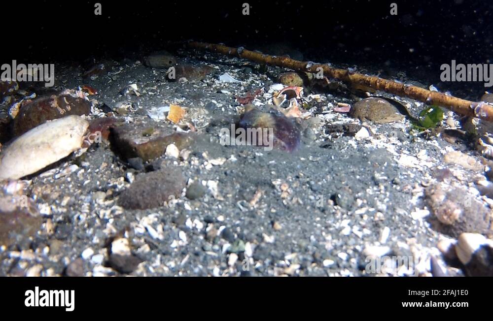 Underwater of Squid Digging in the Sand at the Bottom of the Ocean ...