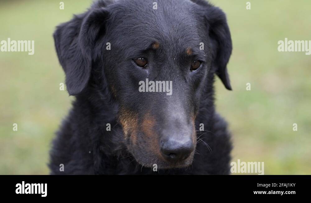 Beauceron dog Stock Videos & Footage - HD and 4K Video Clips - Alamy