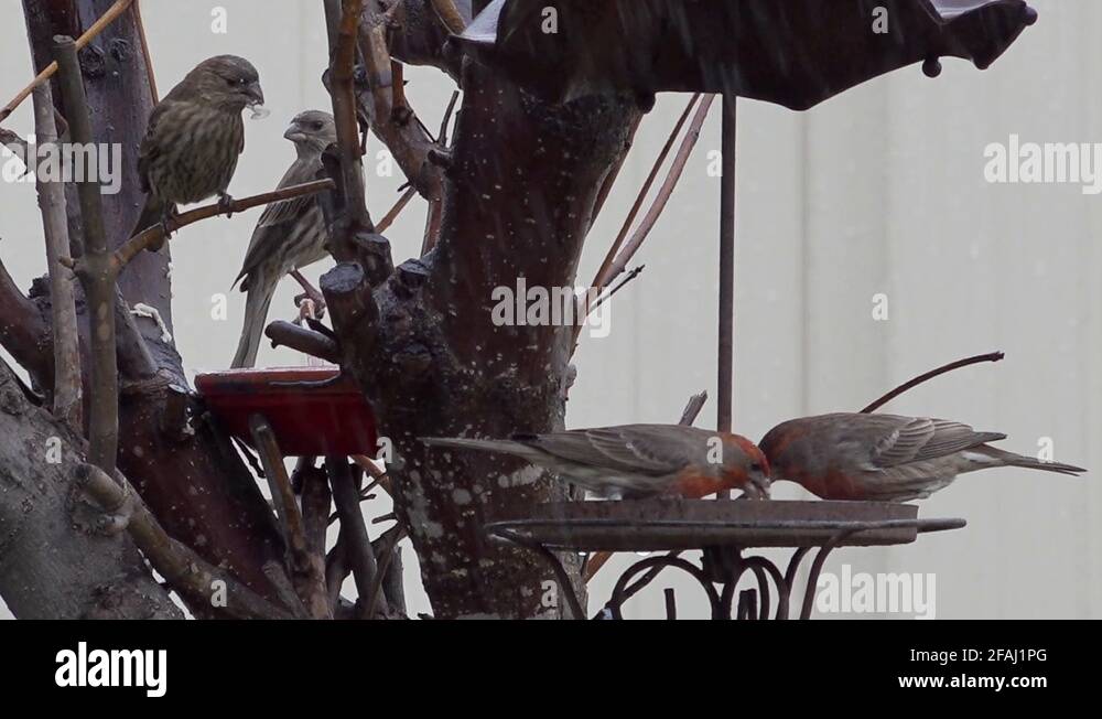 Young finches Stock Videos & Footage - HD and 4K Video Clips - Alamy