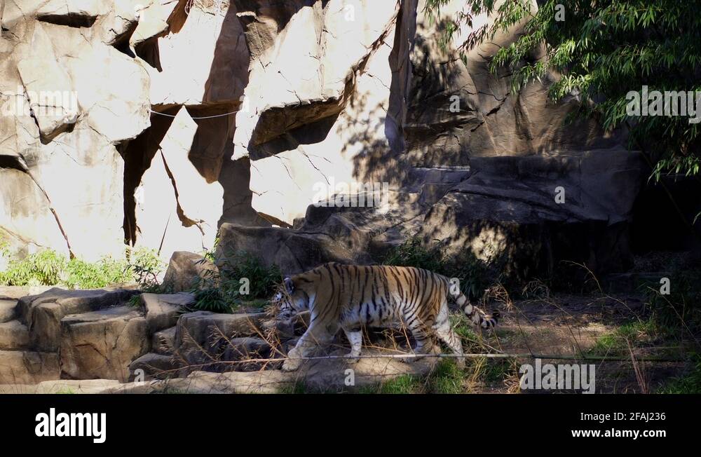 Rocky tiger Stock Videos & Footage - HD and 4K Video Clips - Alamy