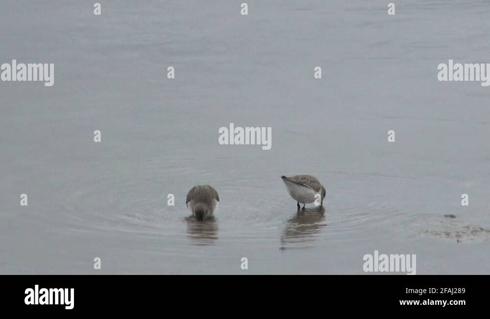 Coastal wading birds Stock Videos & Footage - HD and 4K Video Clips - Alamy