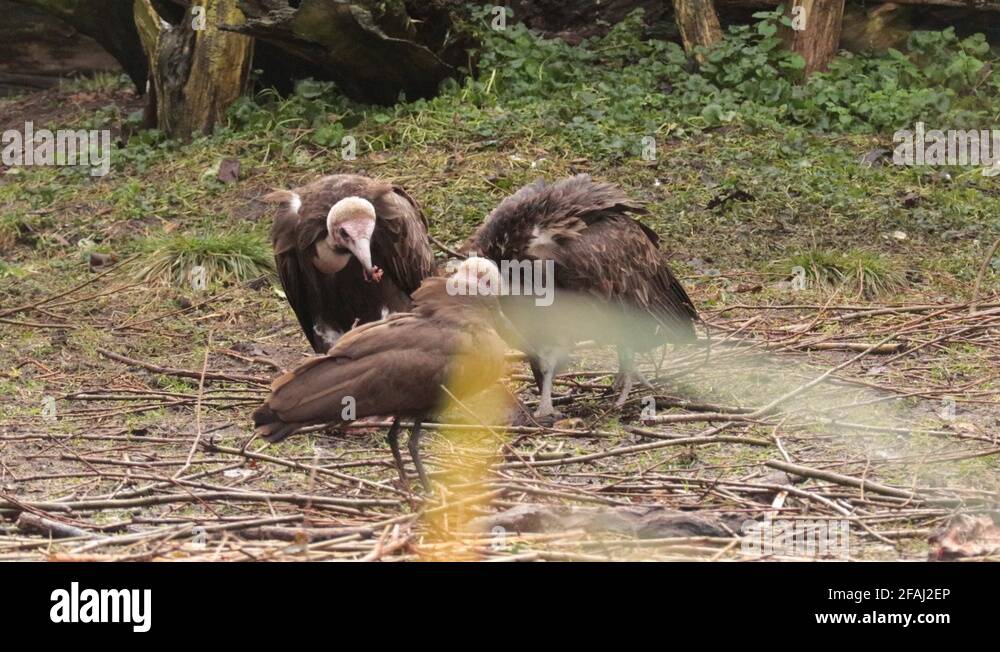 Raptor conservancy Stock Videos & Footage - HD and 4K Video Clips - Alamy