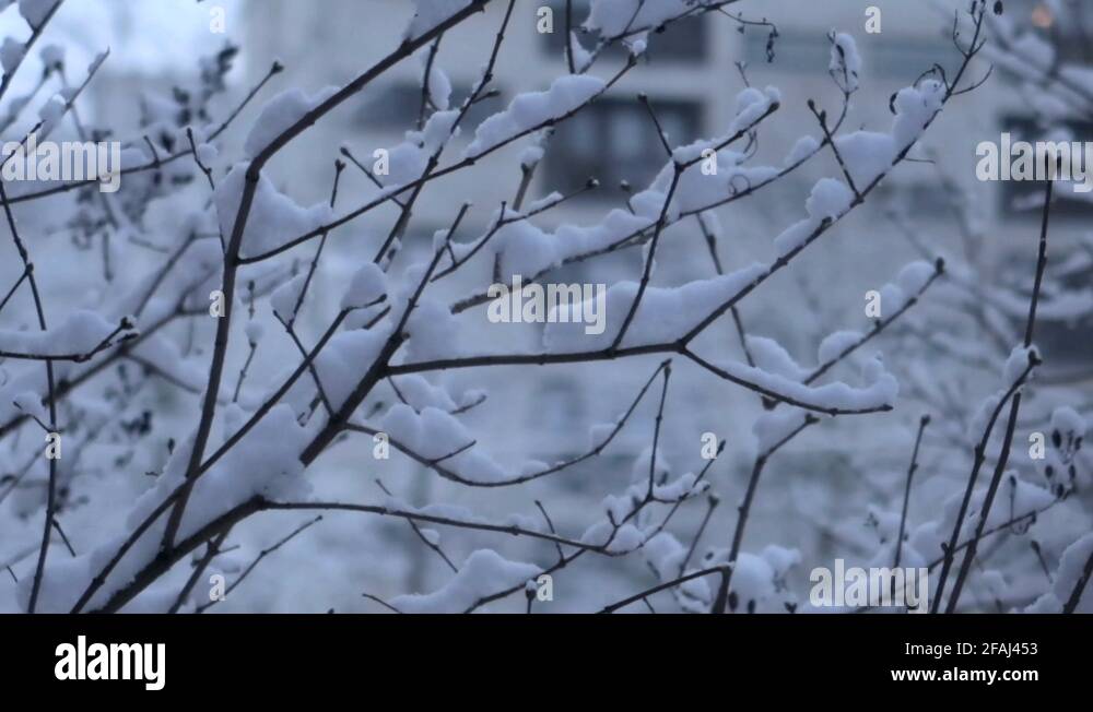 Twig covered in frost Stock Videos & Footage - HD and 4K Video Clips ...