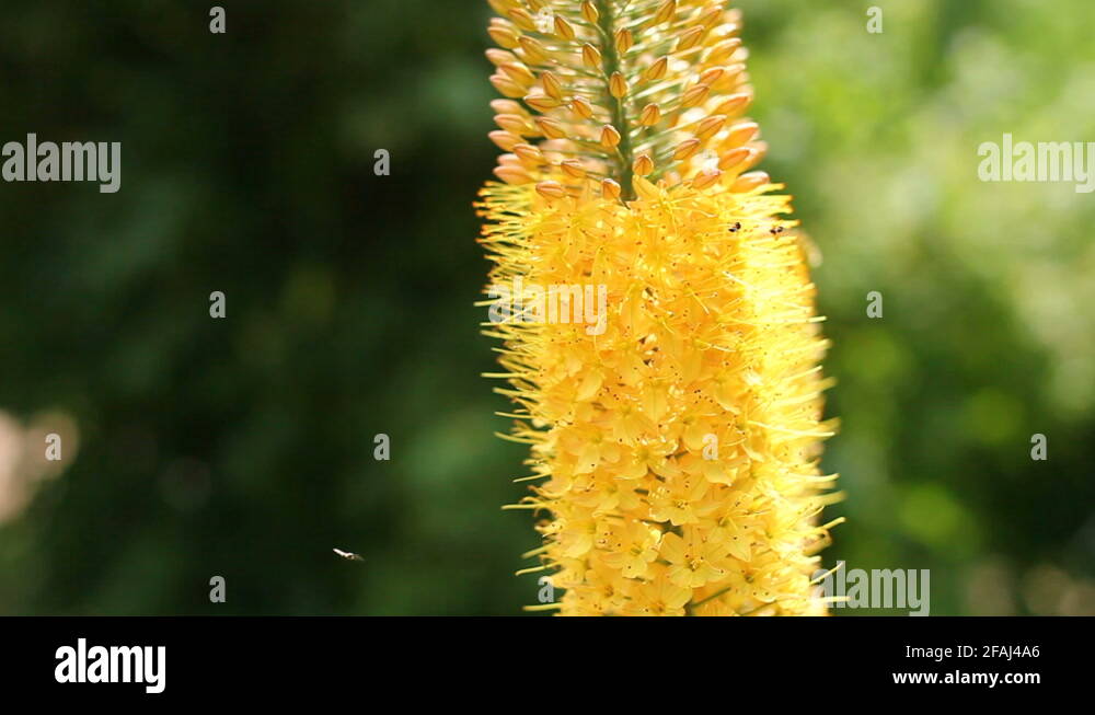 Eremurus stenophyllus Stock Videos & Footage - HD and 4K Video Clips ...