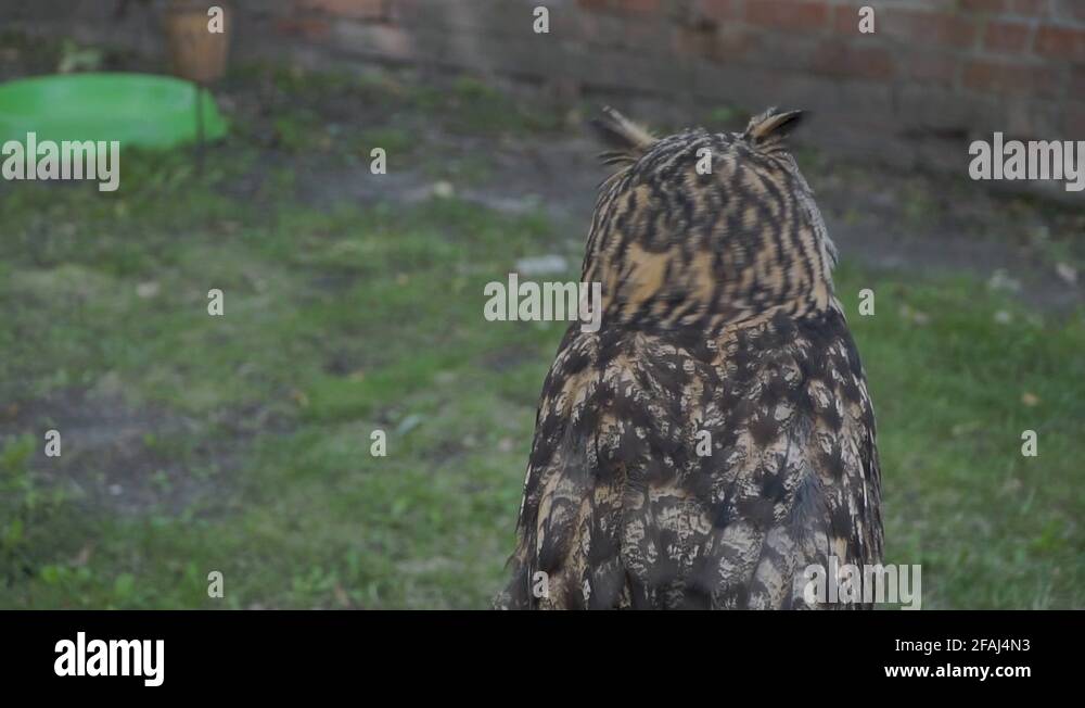 Owl turning head Stock Videos & Footage - HD and 4K Video Clips - Alamy
