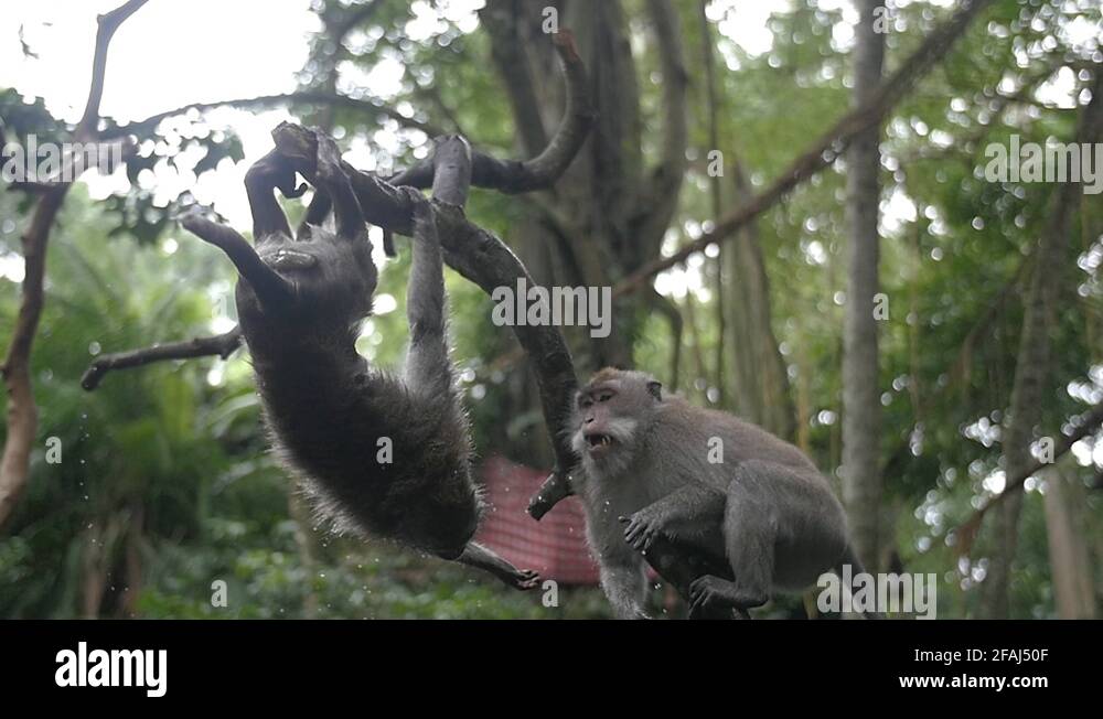 Jungle fighting animals Stock Videos & Footage - HD and 4K Video Clips ...