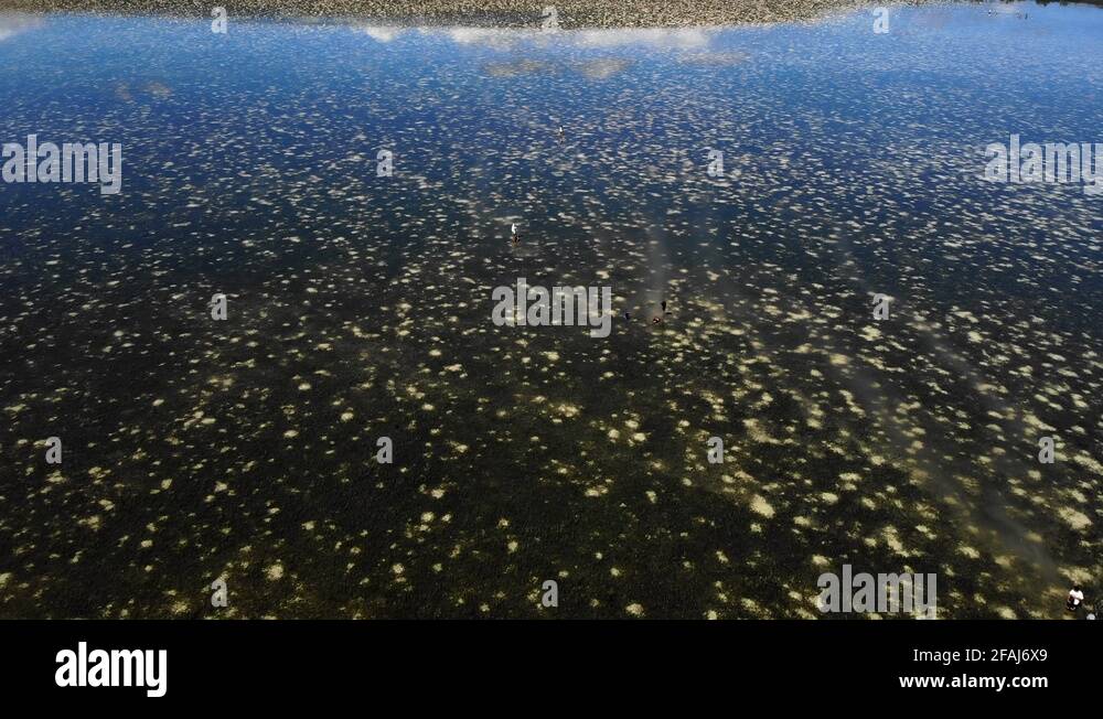 Collecting mussels Stock Videos & Footage - HD and 4K Video Clips - Alamy