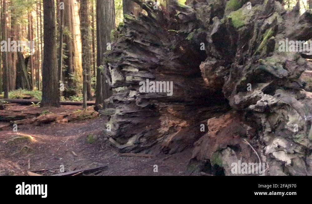 Huge redwood tree Stock Videos & Footage - HD and 4K Video Clips - Alamy
