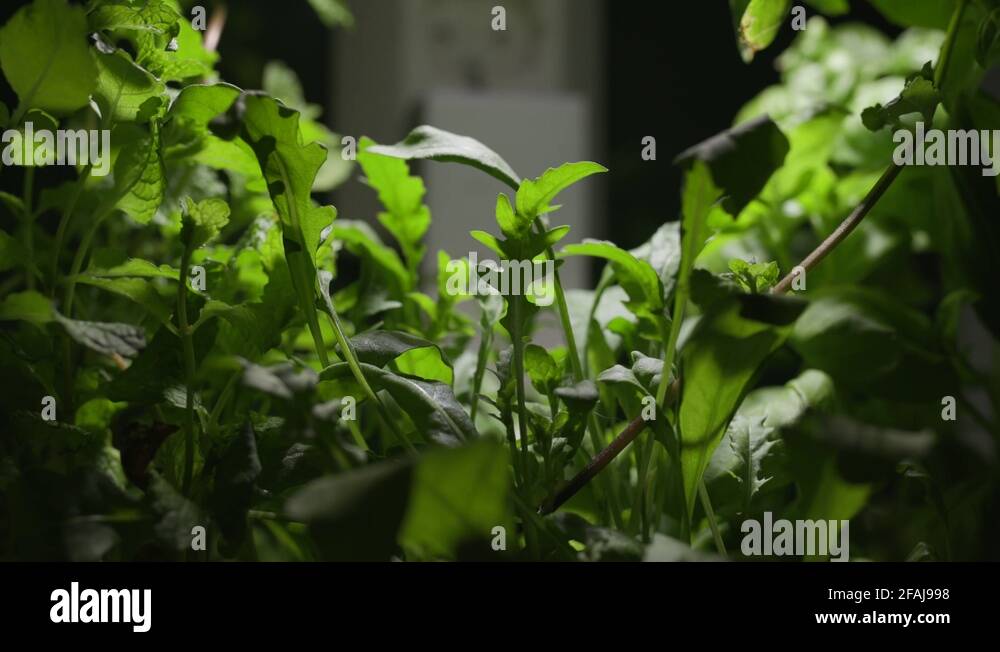 Dramatic light lighting Stock Videos & Footage - HD and 4K Video Clips ...
