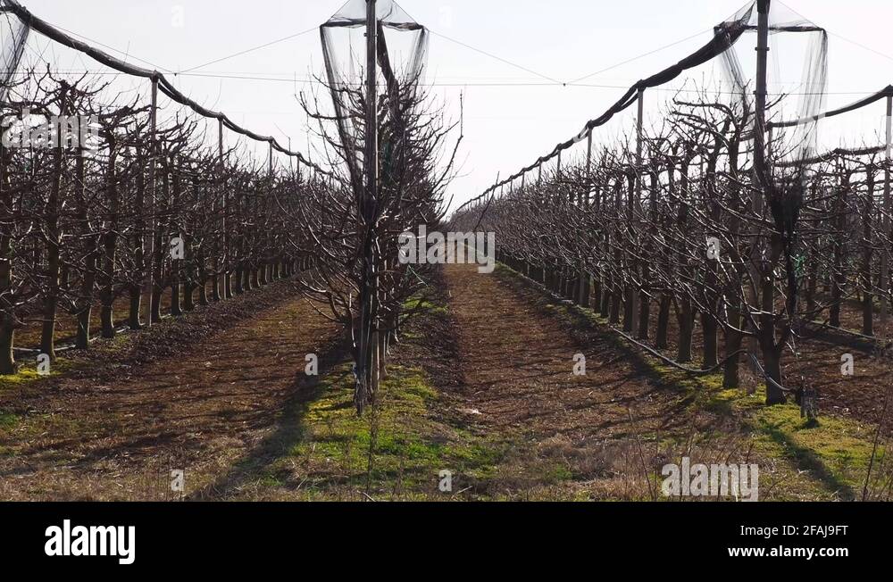 Nurture trees Stock Videos & Footage - HD and 4K Video Clips - Alamy