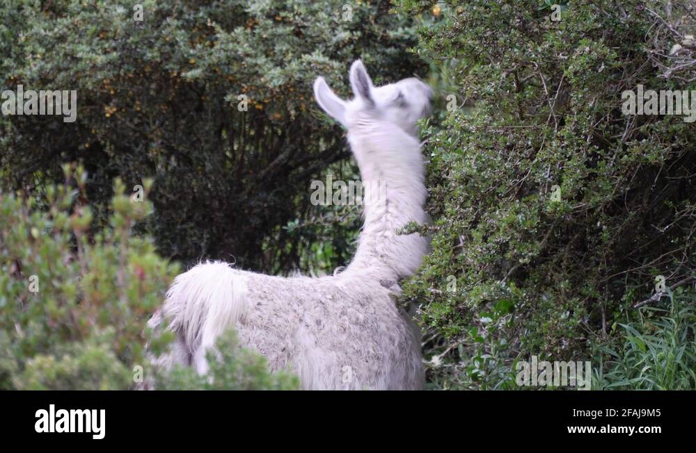 Camelid inca Stock Videos & Footage - HD and 4K Video Clips - Alamy