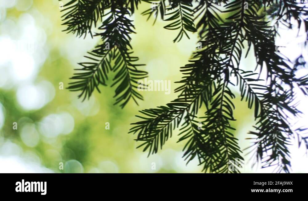 Branches of pine forest Stock Videos & Footage - HD and 4K Video Clips ...