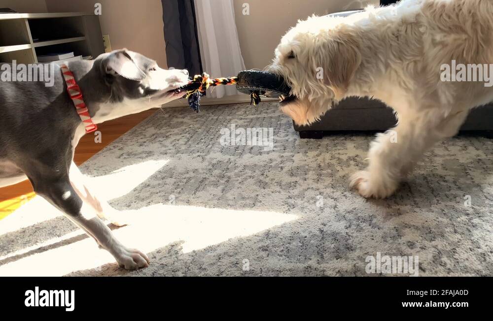 Dog tug of war Stock Videos & Footage - HD and 4K Video Clips - Alamy