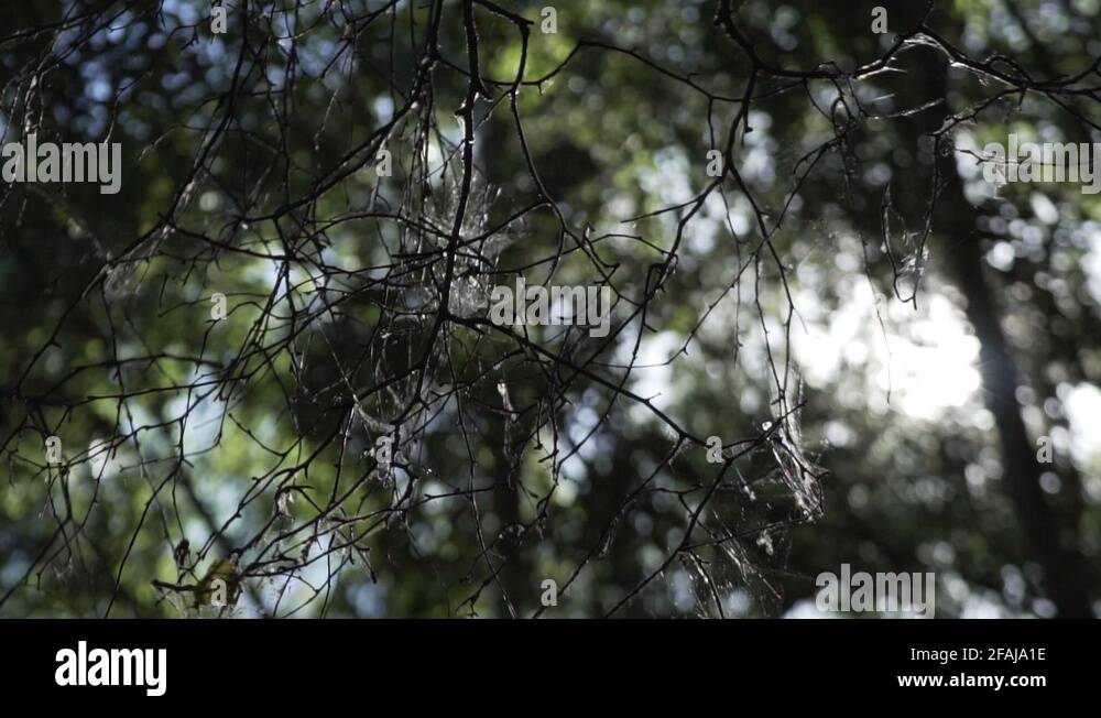 Spiders Web Covered Eerie Branches of an Old Tree Stock Video Footage ...
