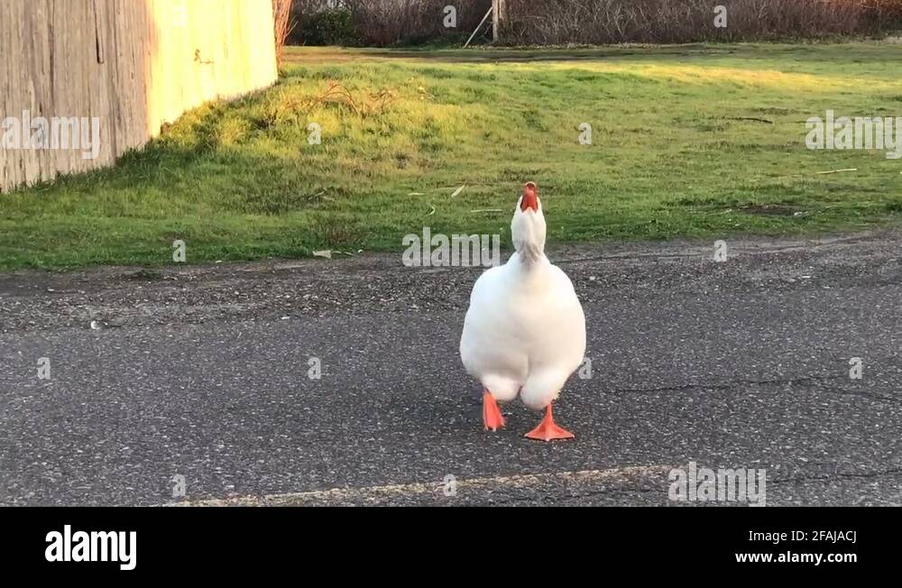 Mean goose Stock Videos & Footage - HD and 4K Video Clips - Alamy