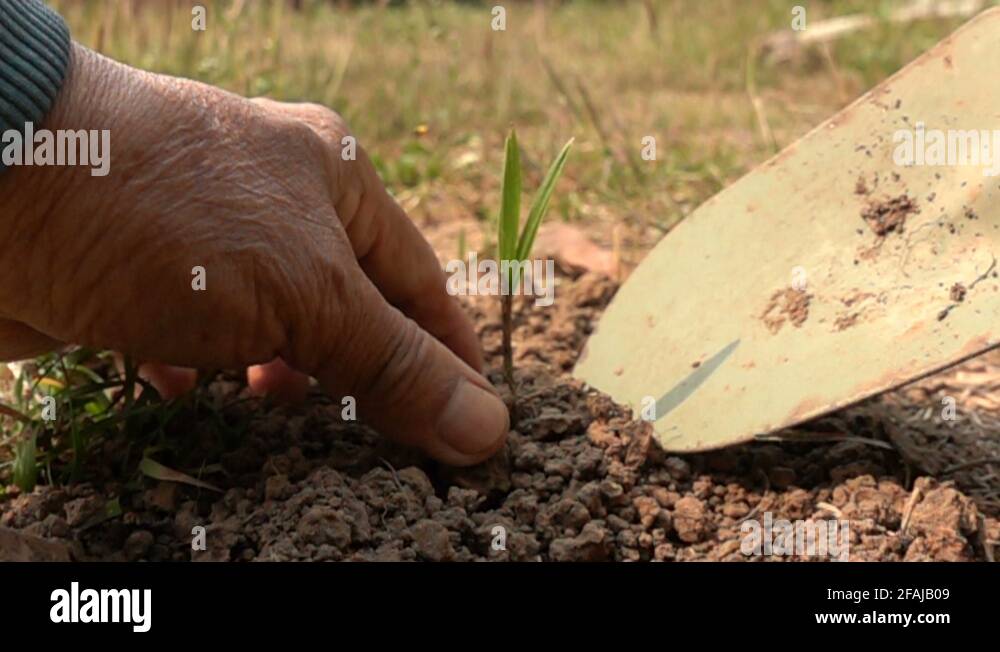 Ground plant tree Stock Videos & Footage - HD and 4K Video Clips - Alamy
