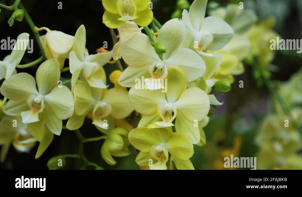 Singapore flowers by the bay Stock Videos & Footage - HD and 4K Video ...