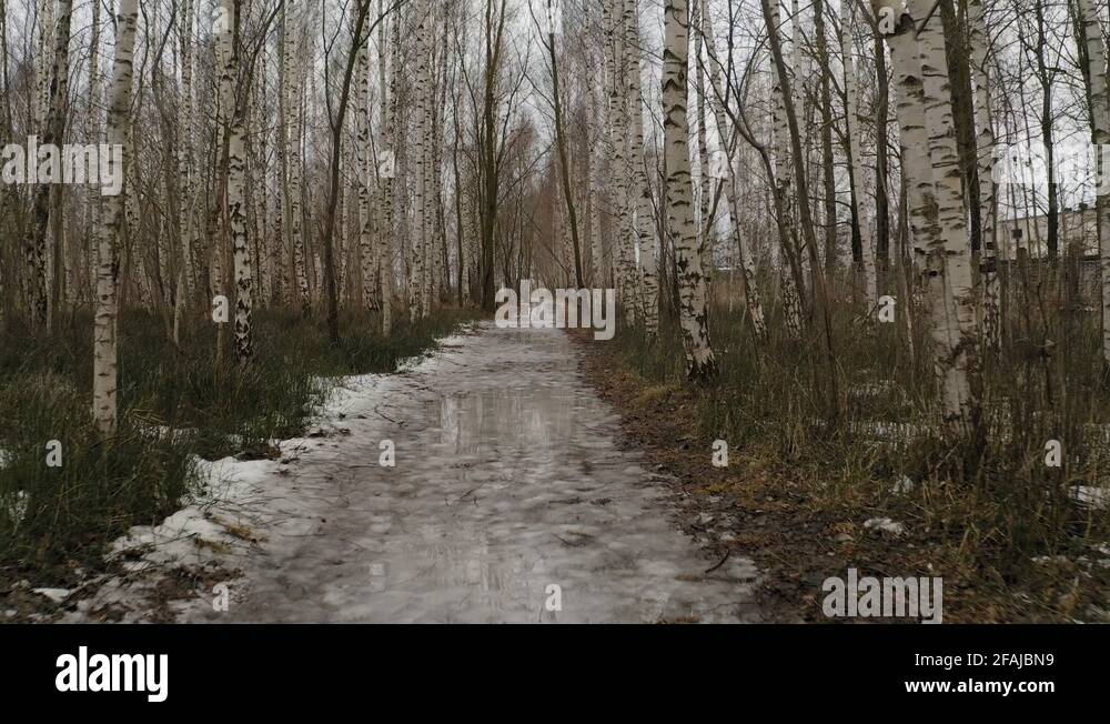 Baltic birch trees Stock Videos & Footage - HD and 4K Video Clips - Alamy