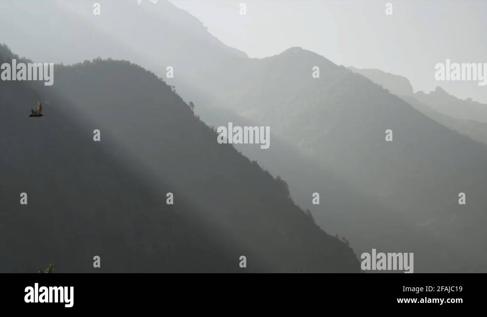 Bird dramatic light Stock Videos & Footage - HD and 4K Video Clips - Alamy