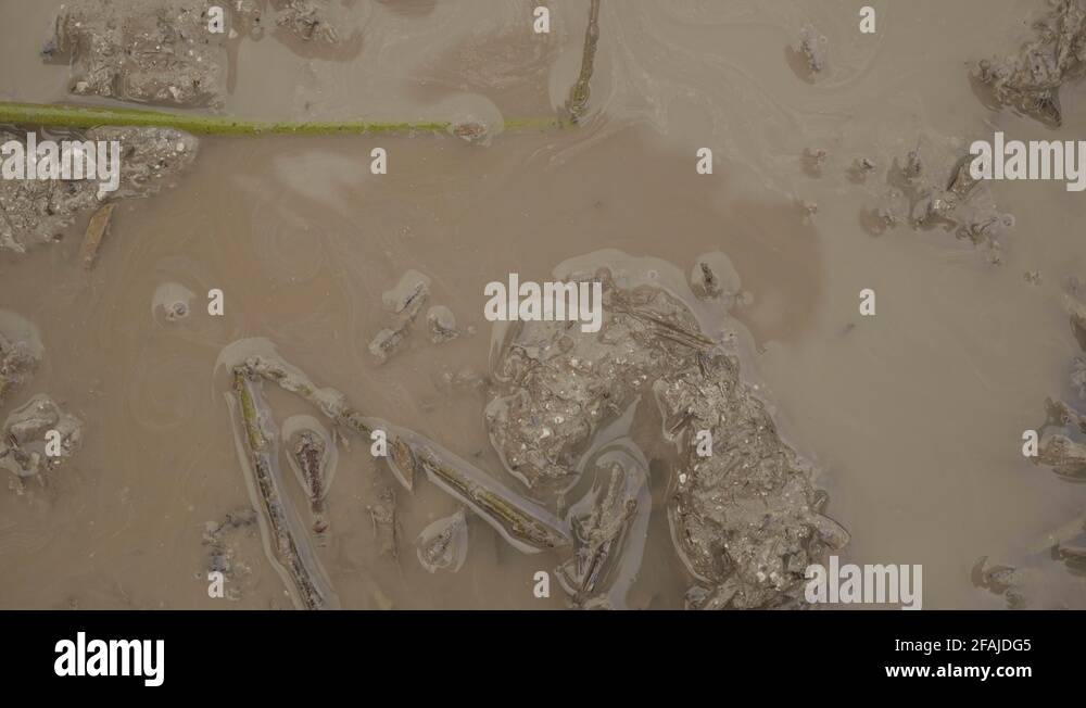 A muddy puddle Stock Videos & Footage - HD and 4K Video Clips - Alamy