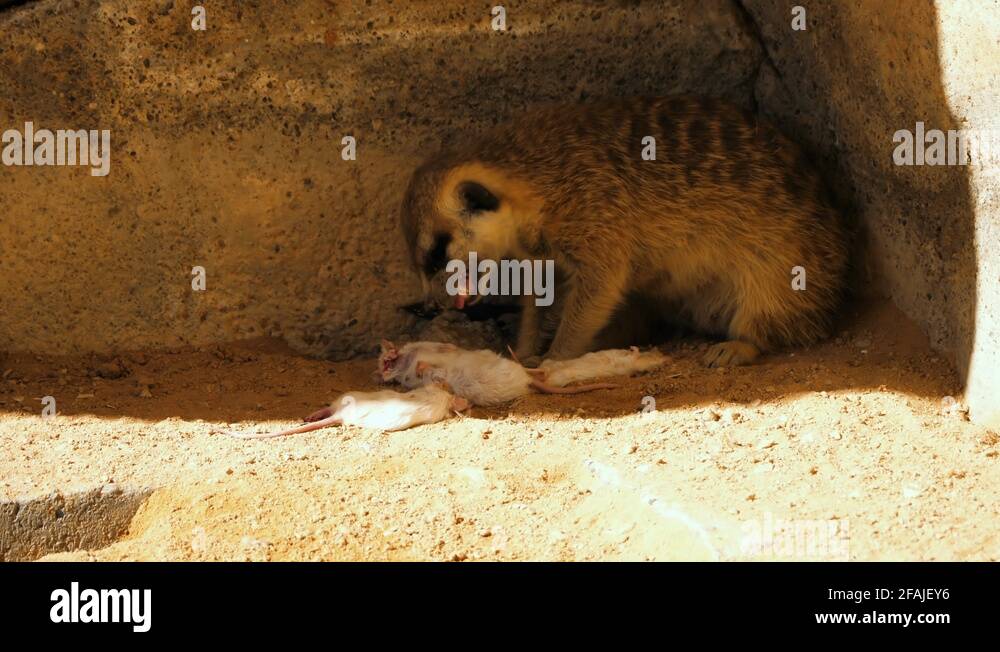Meerkat eating mouse Stock Videos & Footage - HD and 4K Video Clips - Alamy