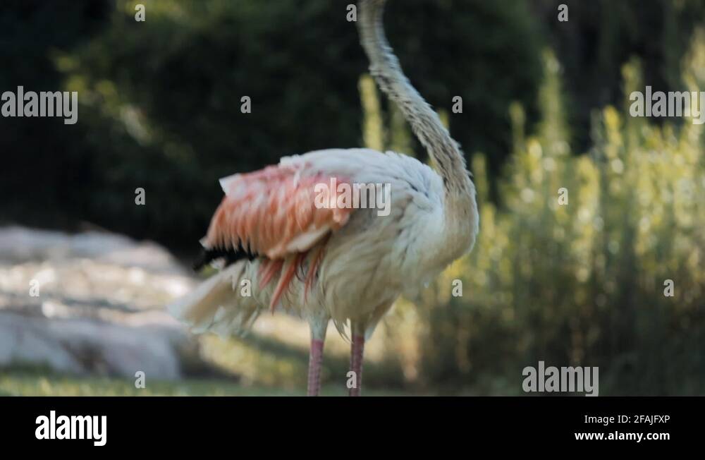 Flamingo on grass Stock Videos & Footage - HD and 4K Video Clips - Alamy
