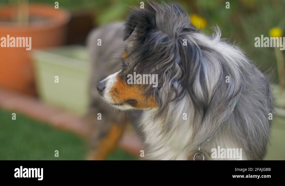 Fuzzy animals Stock Videos & Footage - HD and 4K Video Clips - Alamy