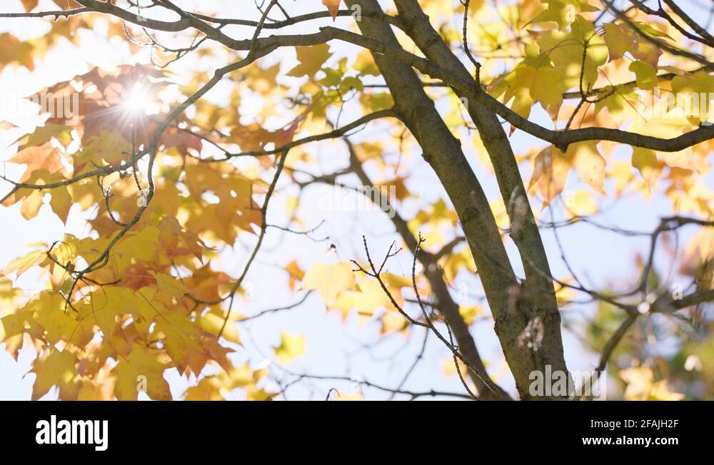Fall colors Stock Videos & Footage - HD and 4K Video Clips - Alamy
