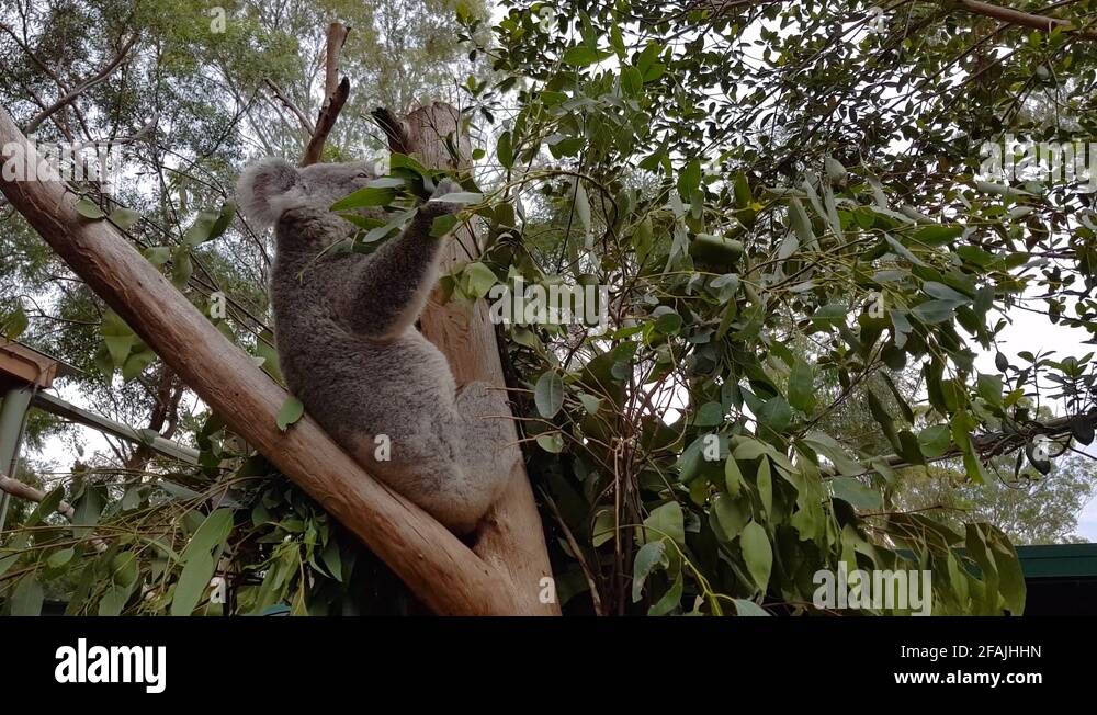 Chewing gum tree Stock Videos & Footage - HD and 4K Video Clips - Alamy