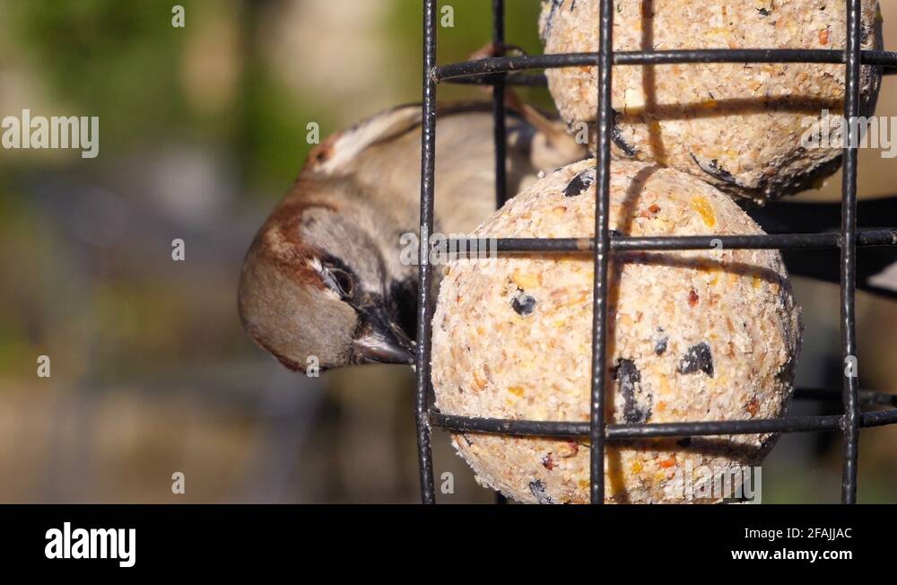 Fat house sparrow Stock Videos & Footage - HD and 4K Video Clips - Alamy