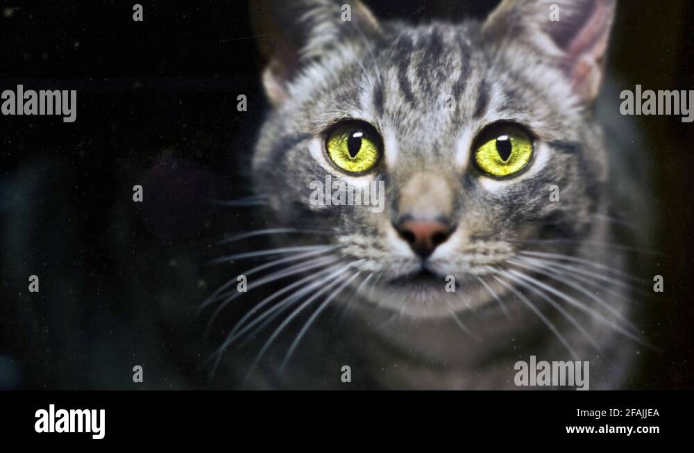 Cat 3d Stock Videos & Footage - HD and 4K Video Clips - Alamy