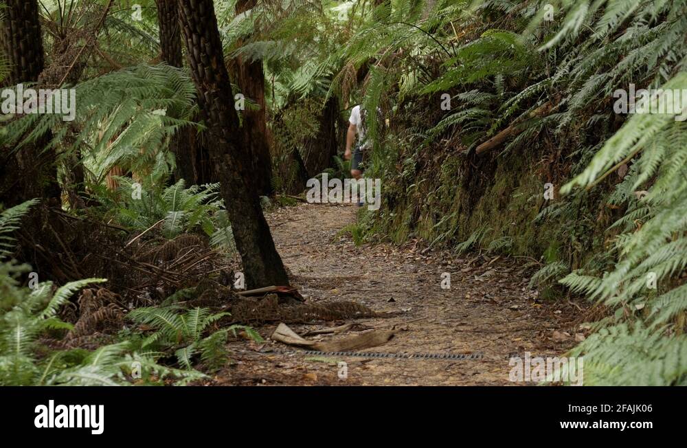 Man walking along a bush forest track. Rainforest scene in Australia's ...