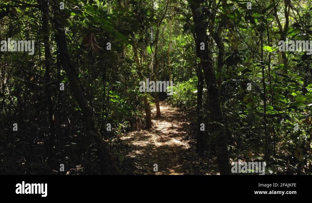 Forest path with tree canopy Stock Videos & Footage - HD and 4K Video ...