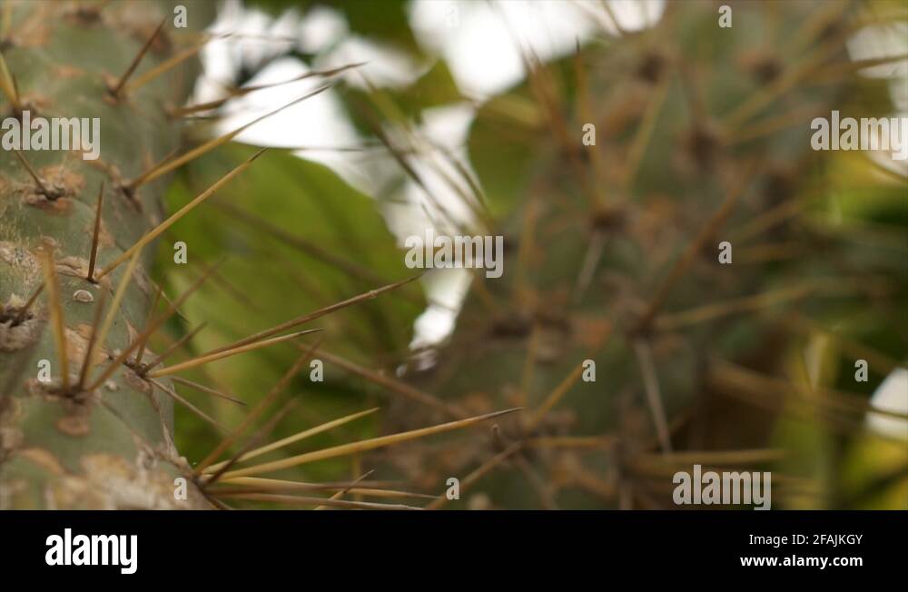 Dry cactus Stock Videos & Footage - HD and 4K Video Clips - Alamy