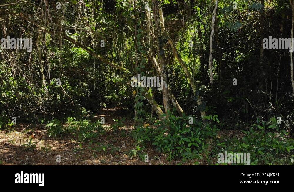 Jungle vines vine trees Stock Videos & Footage - HD and 4K Video Clips ...