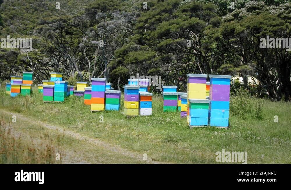 Aerial: Bee Hives in a forest of Manuka trees, New Zealand Stock Video ...