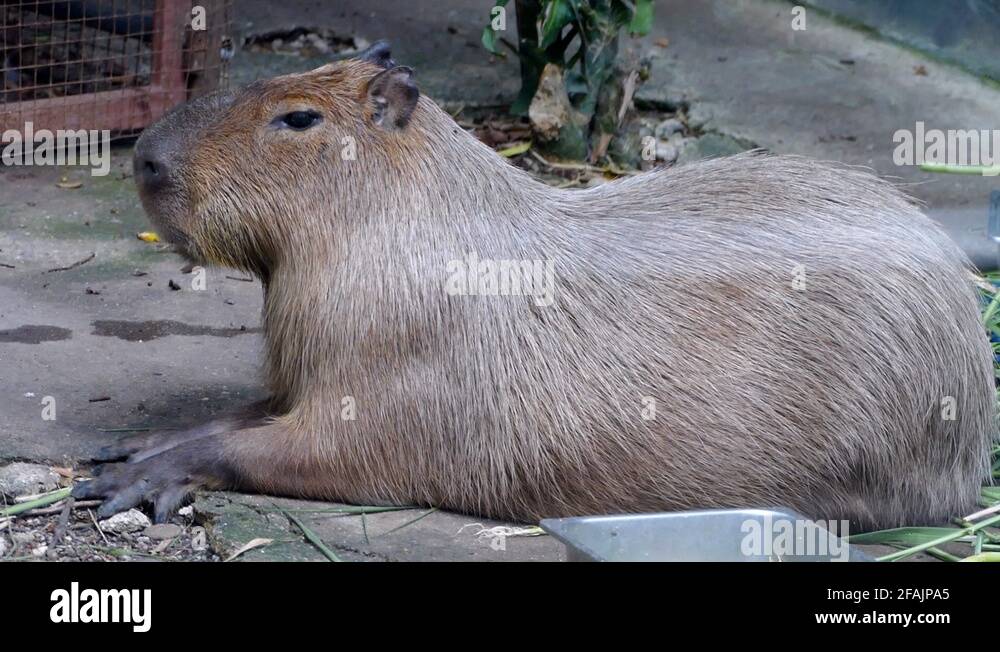 Capybara giant Stock Videos & Footage - HD and 4K Video Clips - Alamy