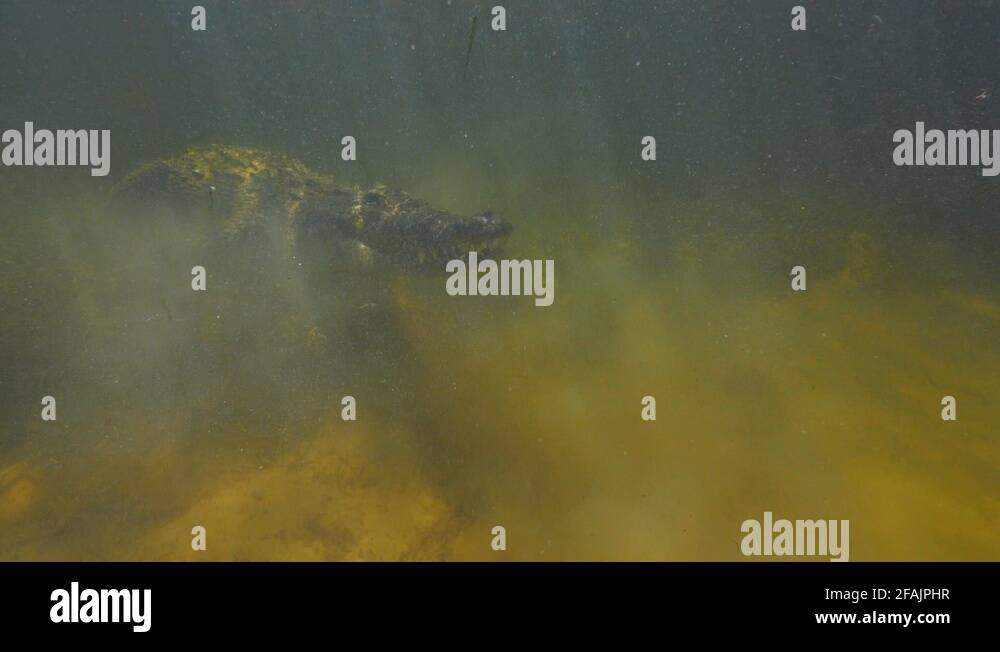 Saltwater crocodile (Crocodylus porosus) in muddy water underwater shot ...