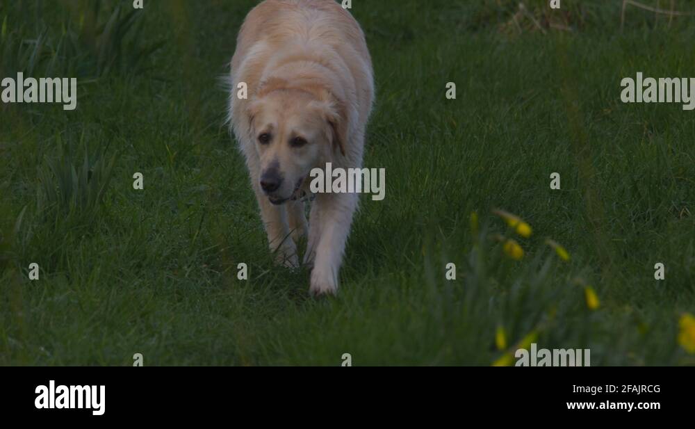 Golden retriever labrador Stock Videos & Footage - HD and 4K Video ...