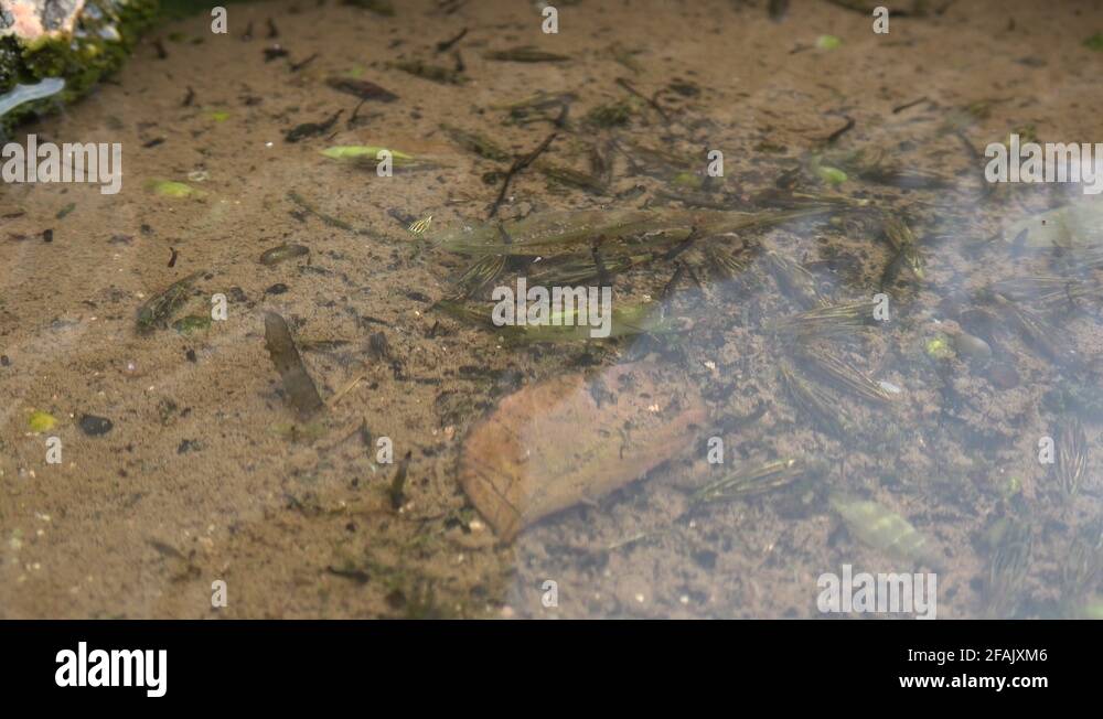 Close up gnat worms in rainwater puddle Stock Video Footage - Alamy