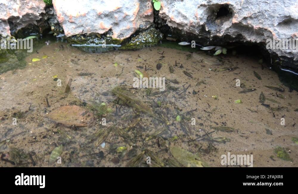 Insect habitat pond Stock Videos & Footage - HD and 4K Video Clips - Alamy