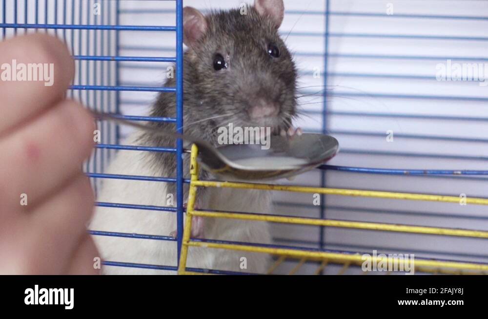 Funny rat Stock Videos & Footage - HD and 4K Video Clips - Alamy