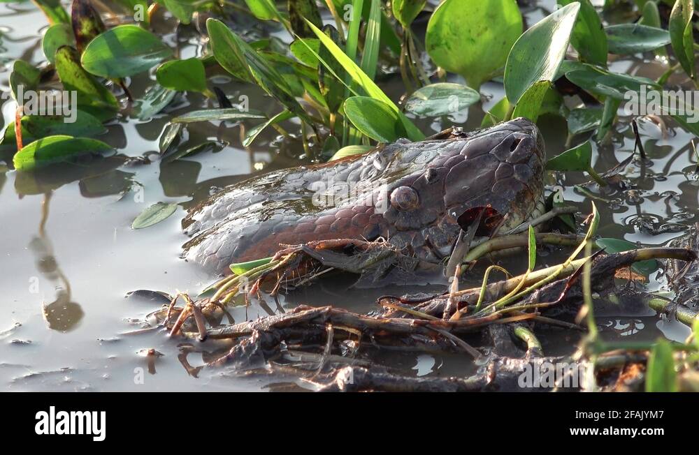 Green anaconda head Stock Videos & Footage - HD and 4K Video Clips - Alamy