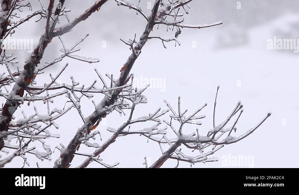 Ice storm frozen branches Stock Videos & Footage - HD and 4K Video ...